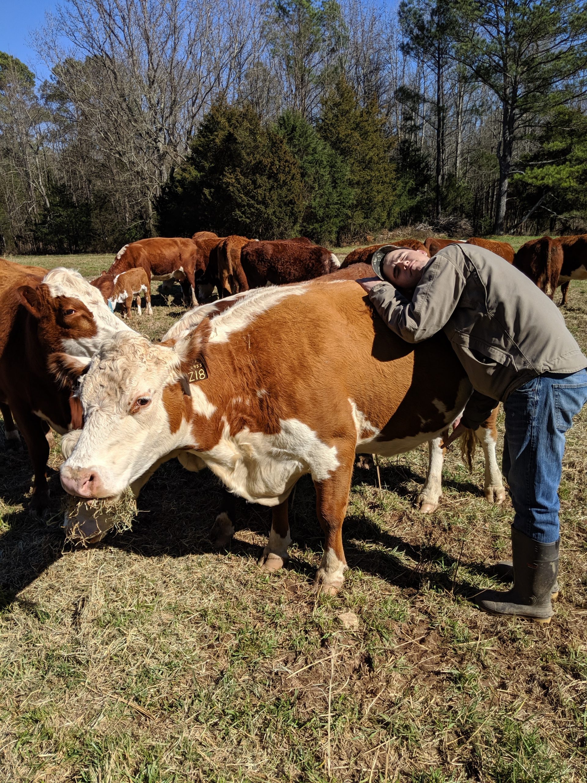 Cattle – Haley Quality LLC
