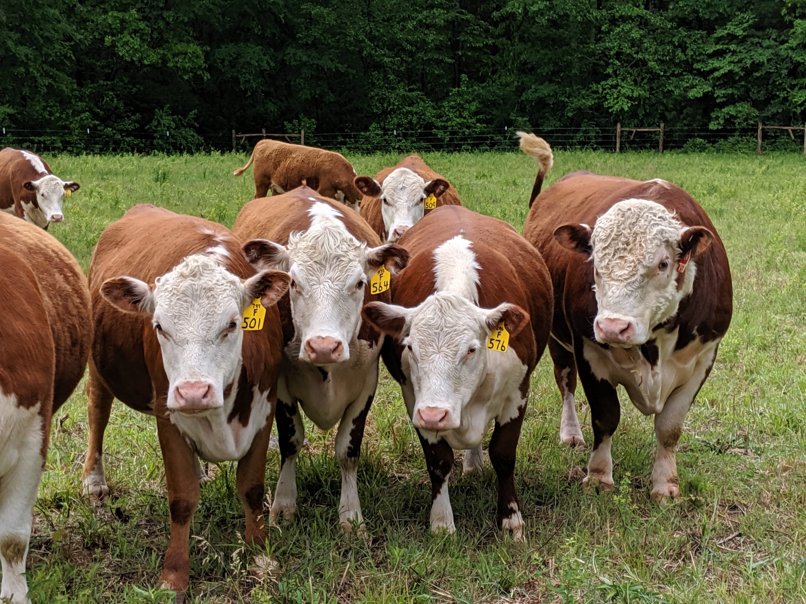 Cattle – Haley Quality LLC